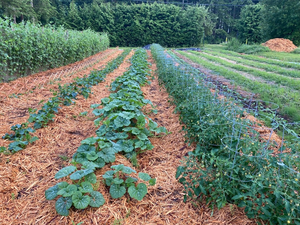 Good Earth Farms Seeds Organic Canada | Good Earth Farms Online Store