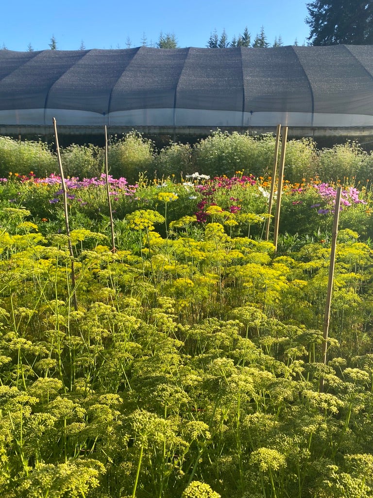 Good Earth Farms Seeds Organic Canada | Good Earth Farms Online Store